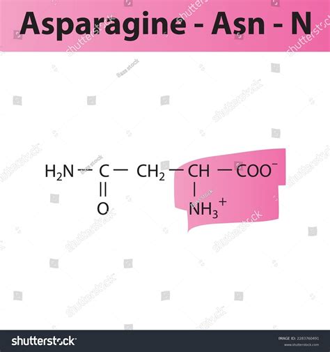asparagine asn n amino acid structure stock vector royalty free