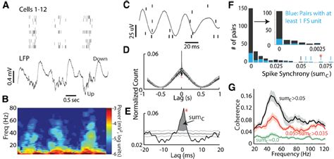 Neuronal Discharge Is Synchronized To The Lfp At Gamma Frequencies Download Scientific Diagram
