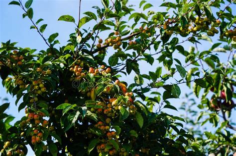 Some Ripe Apples Stock Photo Image Of Fruit Germany