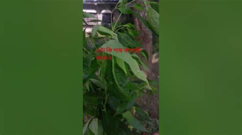 মূল্যায়নের অভাবে বিলীন হয়ে যাচ্ছে এই গাছ কালমেঘ গাছের গুন নিয়ে কিছু কথা Banglanews