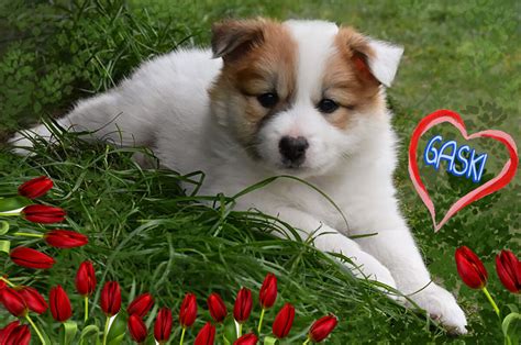 Handsome Gaski Ijslandse Honden Kennel Fráhálendi