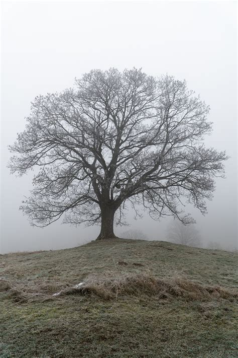 Tree Fog Forest Free Photo On Pixabay Pixabay