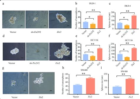 Zic2 Expression Positively Correlates With Colon Cscs Property A D G Download Scientific