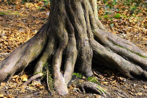 Twisted Trunk Of Tree Stock Photo Image Of Outside Twisted