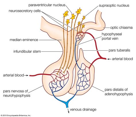 Hypothalamus Definition Anatomy And Function Britannica
