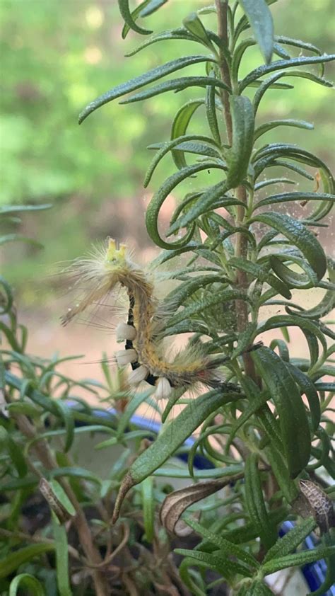 Piedmont Chapel Hill Nc Bug Id Request R Bugidentification
