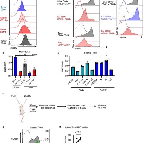 Spatial Organization Of Immune Cells In Subcutaneous Mc38 Download Scientific Diagram