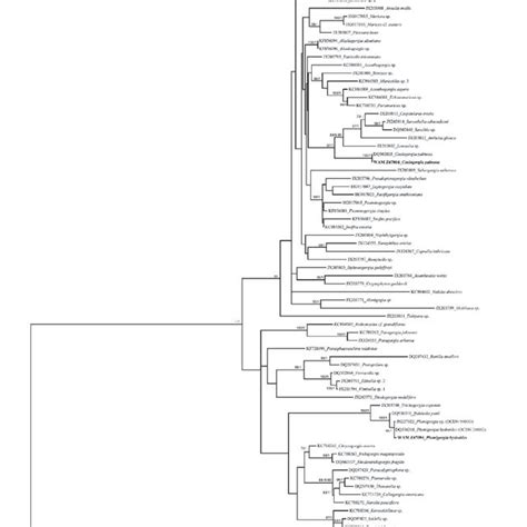 Great Barrier Reef Coral Srca And δ18o And Western Tropical Pacific Download Scientific