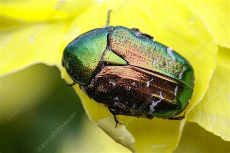 Rose Chafer Stock Image C058 0625 Science Photo Library