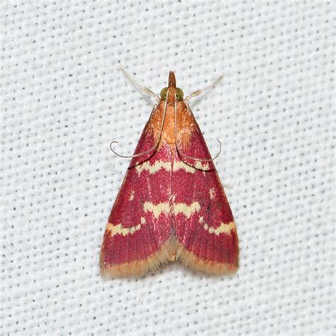 Raspberry Pyrausta Moth Pyrausta Signatalis · Inaturalist