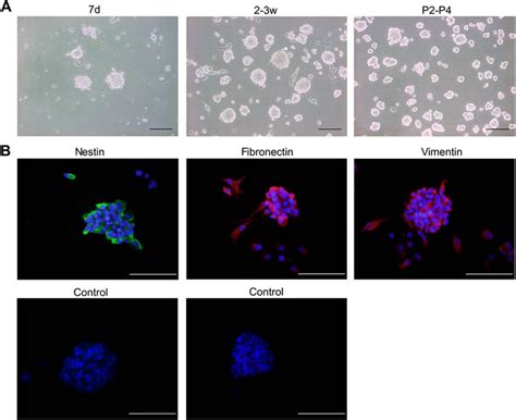 用源自皮肤的前体的角膜内皮细胞样细胞治疗角膜内皮功能障碍。 Scientific Reports X Mol