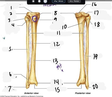 Labeling The Tibia And Fibia Diagram Quizlet