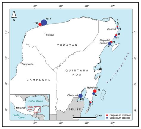 Collective View Mapping Sargassum Distribution Along Beaches Peerj