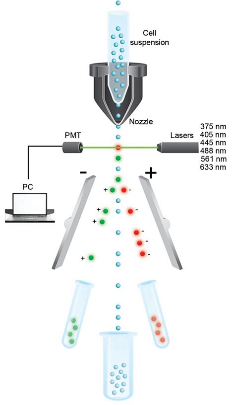 Measuring Cell Fluorescence Using Imagej The Open Lab