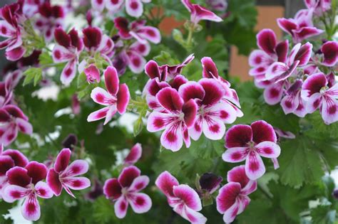 Kwiaty Pelargonia Wiosna - Darmowe zdjęcie na Pixabay