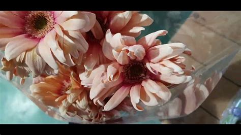 파스타거베라살구 생화 인터넷꽃도매시장 생화택배 생화도매 인터넷꽃시장 인터넷꽃도매 장미대량구매 꽃 꽃다발 꽃도매 꽃시장 부산꽃시장 김해꽃시장 꽃쇼핑몰 김해꽃 부산꽃