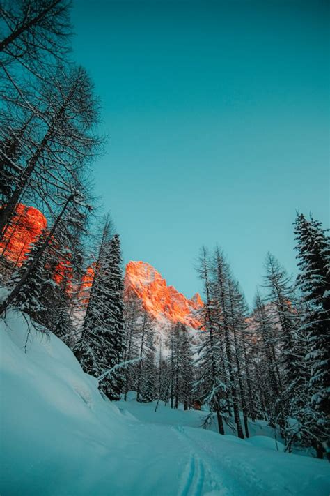 Serene Sunrise Snowy Mountains And Pines Wallpaper Background Free