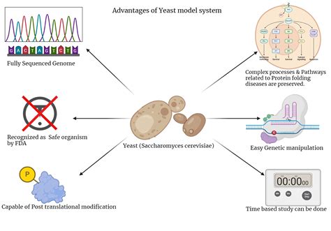 The Advantages Of Yeast Model System Biorender Science Templates