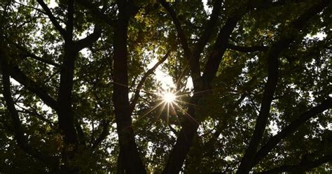 Page 56 Sun Rays Through Trees Images Free Download On Freepik