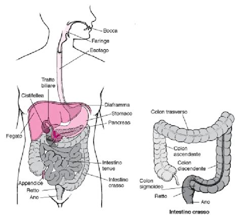 Proctite Disturbi Digestivi Manuale Msd Versione Per I Pazienti
