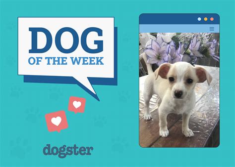 9 Signs Of Submissive Dog Behavior Vet Approved Facts And Advice Dogster