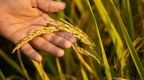 Is Rice Healthy How Many Calories And Nutrients Does It Contain