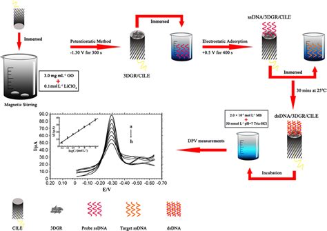 Fabrication And Detection Process Of This Electrochemical Dna Biosensor