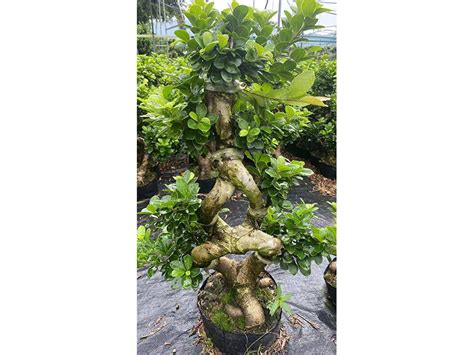China Ficus Microcarpa 8 Shape Factory And Manufacturers Sunny Flower