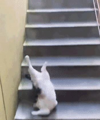 Funny Cats S