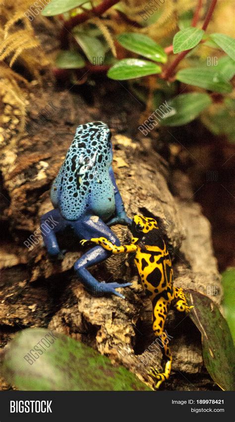 Green And Black Poison Dart Frog Mating