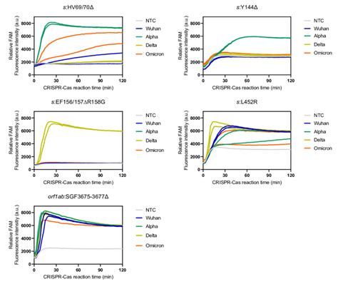 Figure Supplement 4 Kinetic Tracing Of Crispr Cas13a Detection Download Scientific Diagram