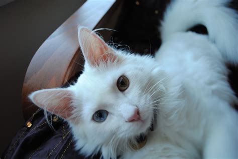 White Turkish Angora Cat With Odd Eyes