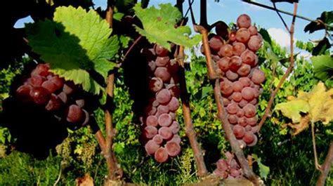 წითელი რქაწითელი Agronews Ge