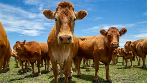 Man Airlifted To Hospital After Attack By Aggressive Cows At Scots