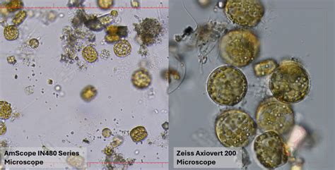 Lac Elevates Algae Taxonomy Capabilities With Advanced Zeiss Axiovert
