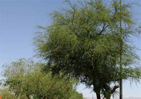 Urgen En Juárez Más árboles Estas Son Las Plantas Más Aptas Para La Zona Juárez Digital