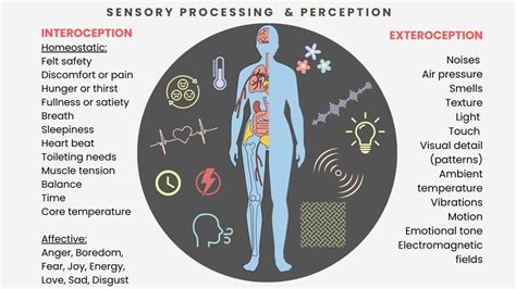 Part 1 Interoception Sensory Processing And Mental Health — Dr