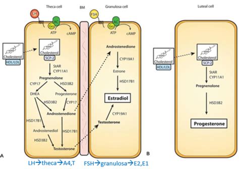Biochemistry Of Sex Hormones Flashcards Quizlet