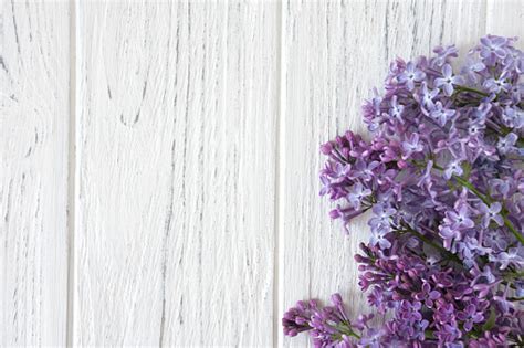 나무 배경에 비문을위한 장소와 파란색의 주전자에 라일락 라일락 꽃 0명에 대한 스톡 사진 및 기타 이미지 0명 고풍스런 구도 Istock