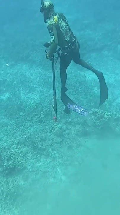 Getting Rid Of Invassive Species One Roi At A Time Youtube