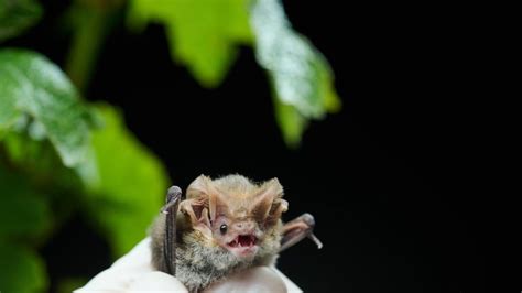 Bats Scats And More Habitats Seymour Telegraph