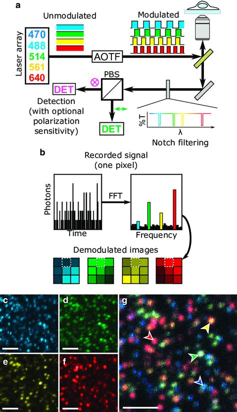 A Schematics Of The Frequency Encoded Multicolor Confocal Download Scientific Diagram