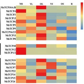 Exon Intron Structure Of MsTCPs In M Sativa And Cis Elements Analysis Download Scientific