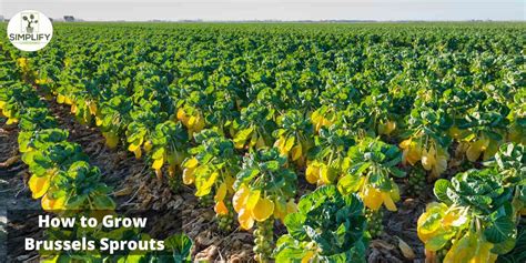 The Ultimate Guide Growing Brussels Sprouts In Any Climate Simplify