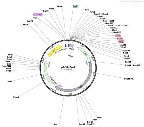 Vector Backbone PDNR Dual