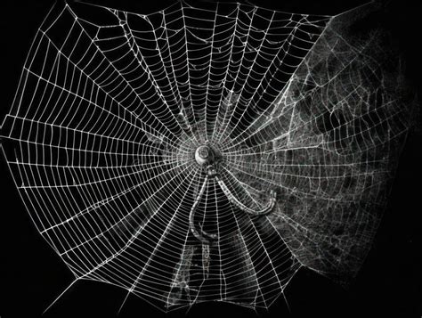 The Complex Structure Of A Spider S Web Created With Generative Ai