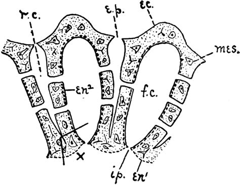 Sycon Sponge Clipart Etc