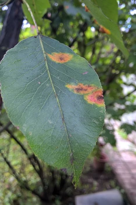 Ржавчина оранжевые пятнышки на листьях груши и засыхающая хвоя можжевельника