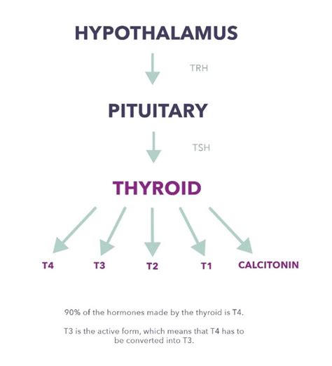 Ten Signs You Have An Underactive Thyroid