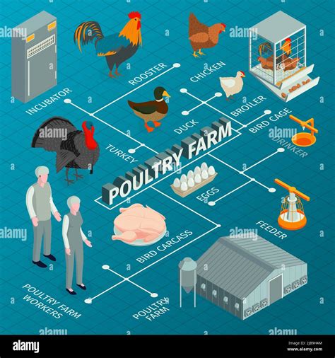 Organigramme isométrique de la ferme avicole avec des images d animaux